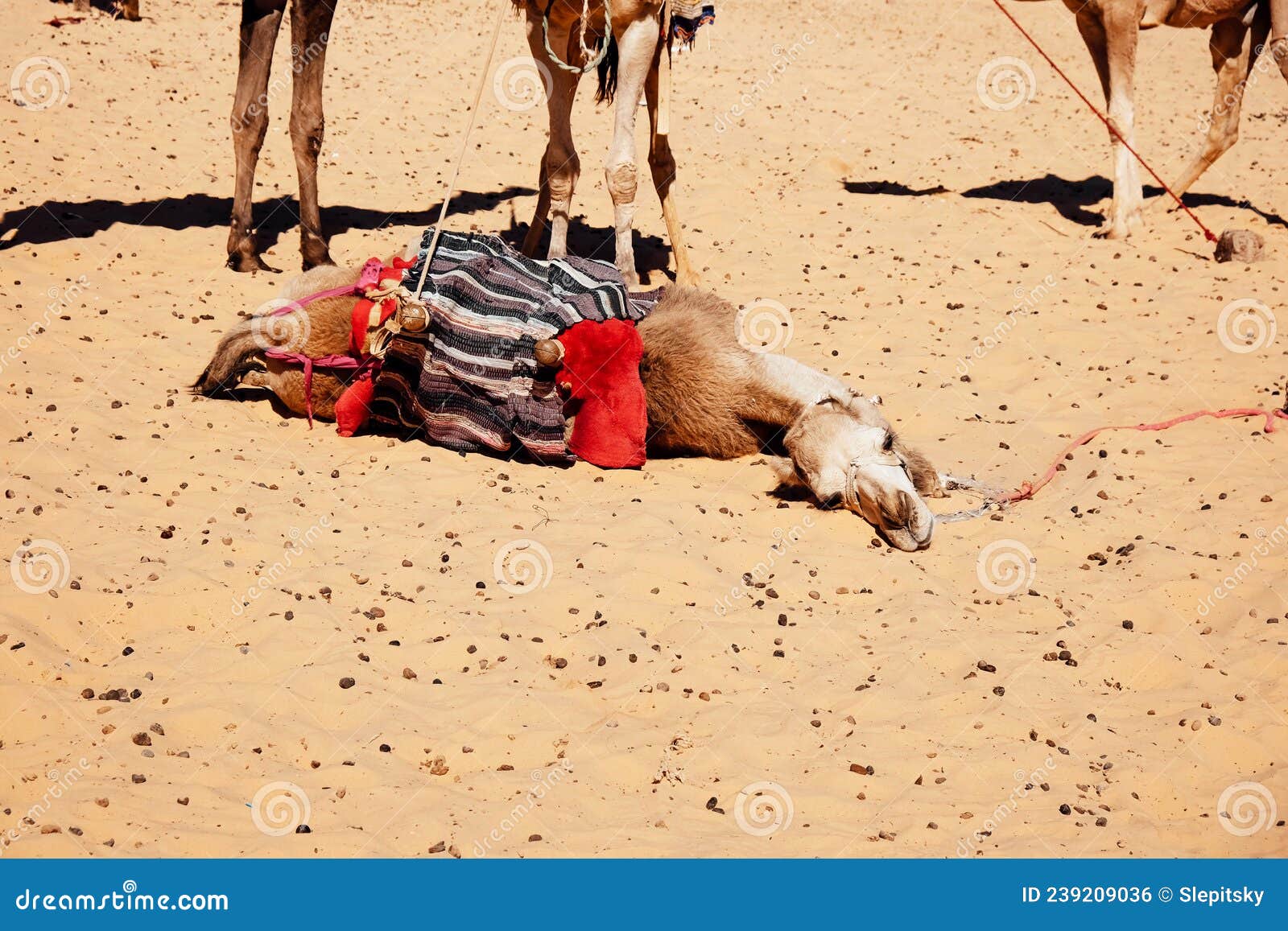 Camel rest in the desert stock photo. Image of arab - 239209036
