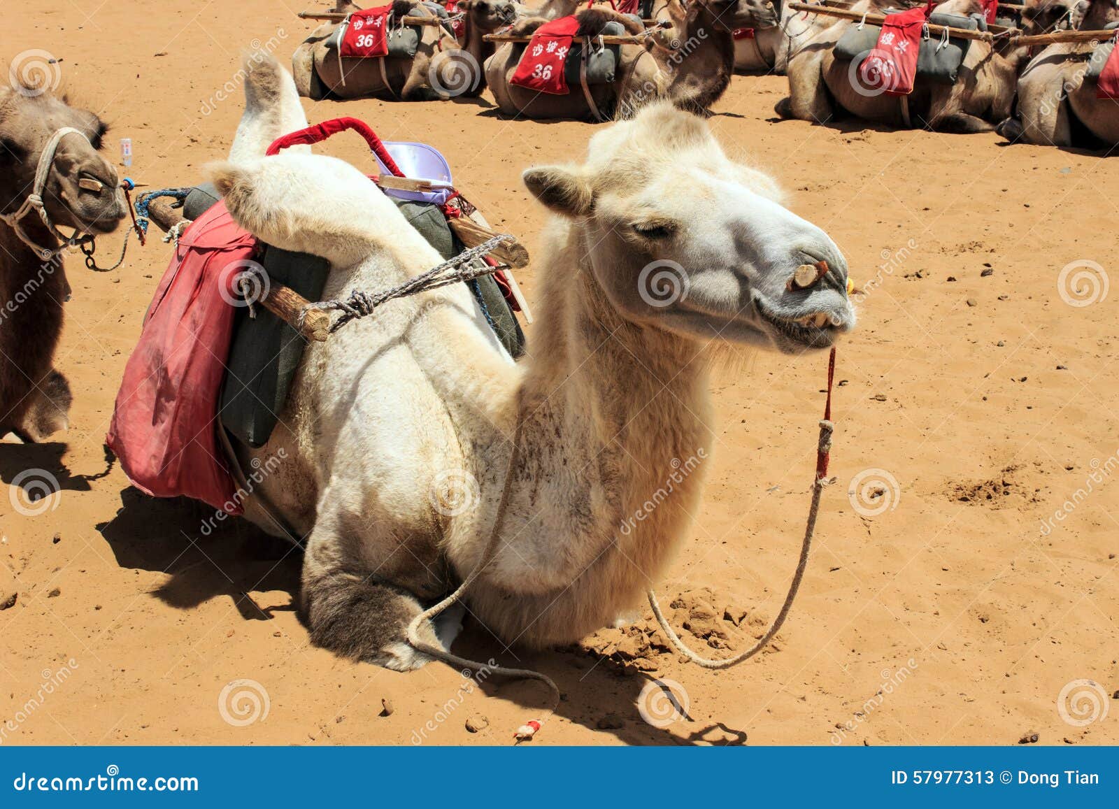 The camel stock image. Image of welcome, camels, environment - 57977313