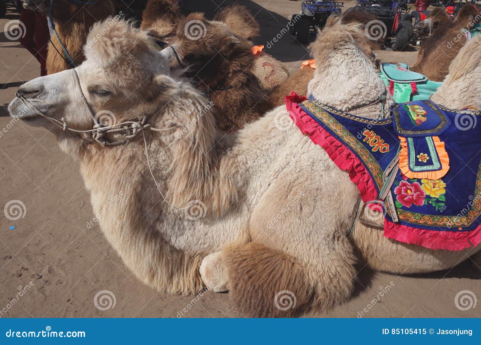 Camel stock image. Image of counter, forbidden, building - 85105415