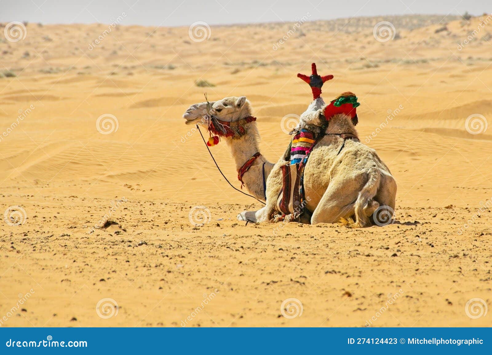 Camel at Rest in the Sahara Desert Stock Image - Image of saddle ...
