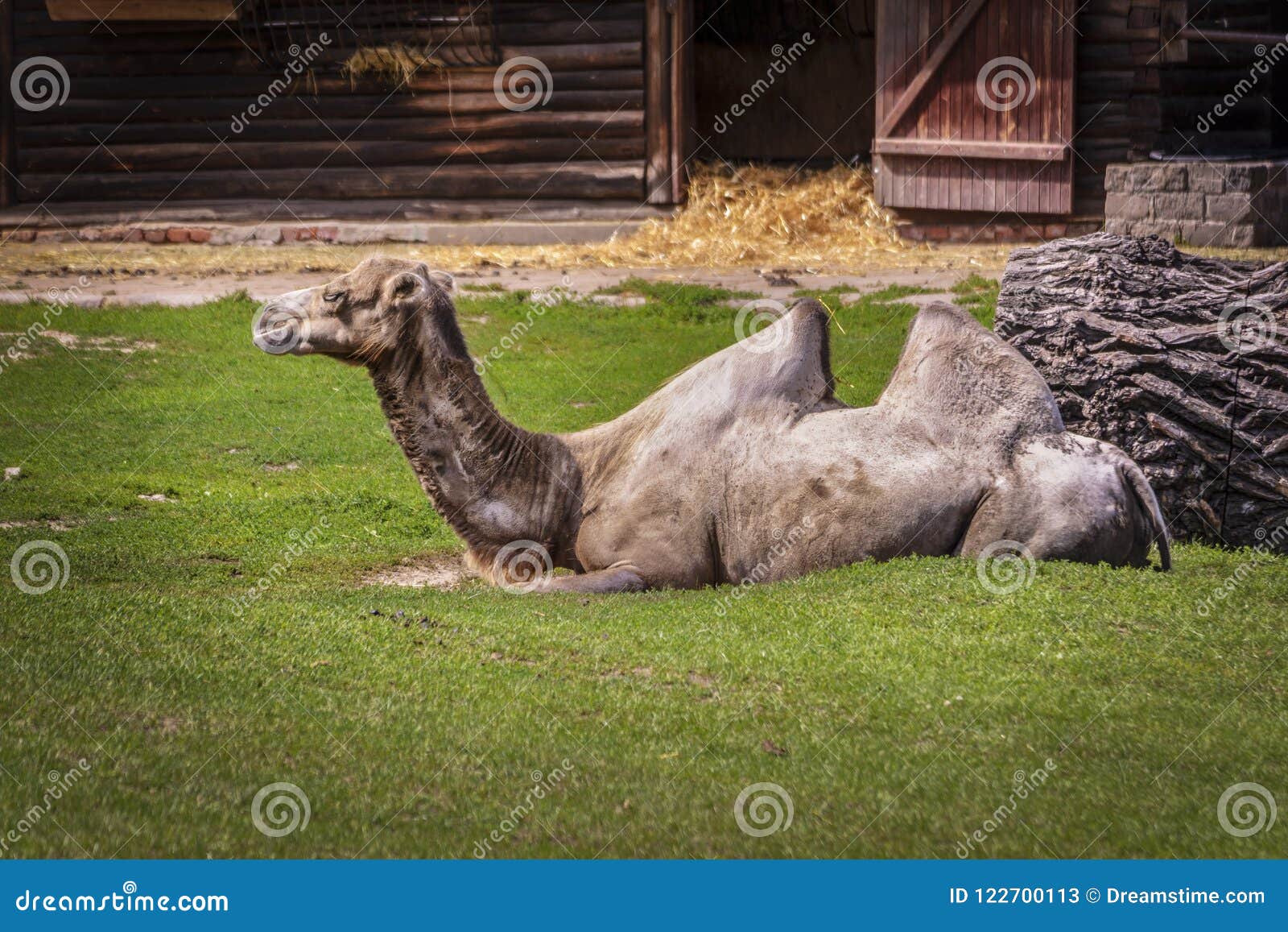 Camel Rest in the Shadow stock image. Image of animal - 122700113