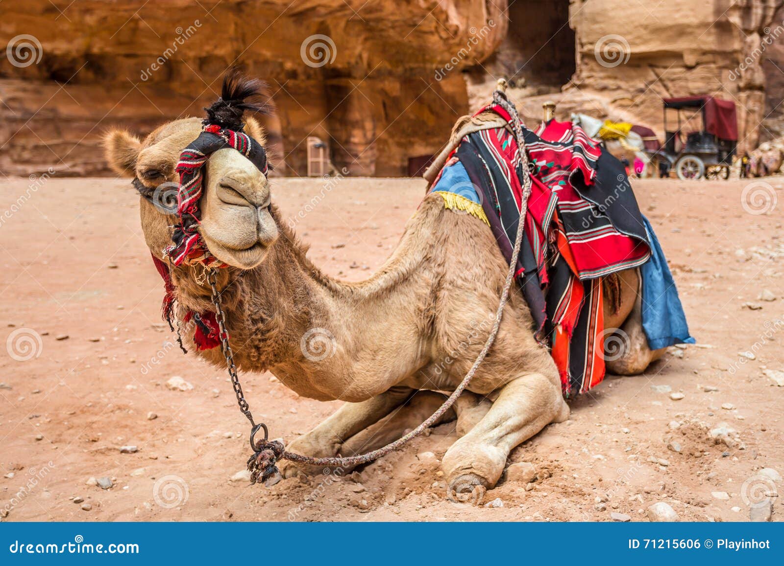 Camel Resting in the Ancient City of Petra (Jordan) Stock Photo - Image ...