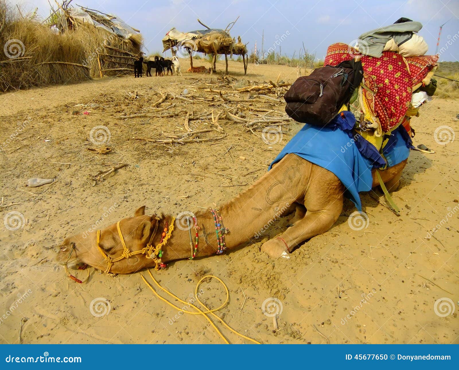 Camel Resting during Camel Safari, Thar Desert, India Stock Photo ...