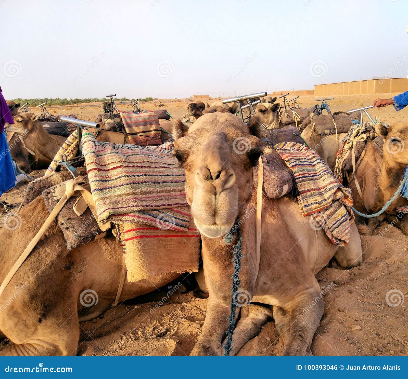Camel resting stock photo. Image of rest, riding, desert - 100393046