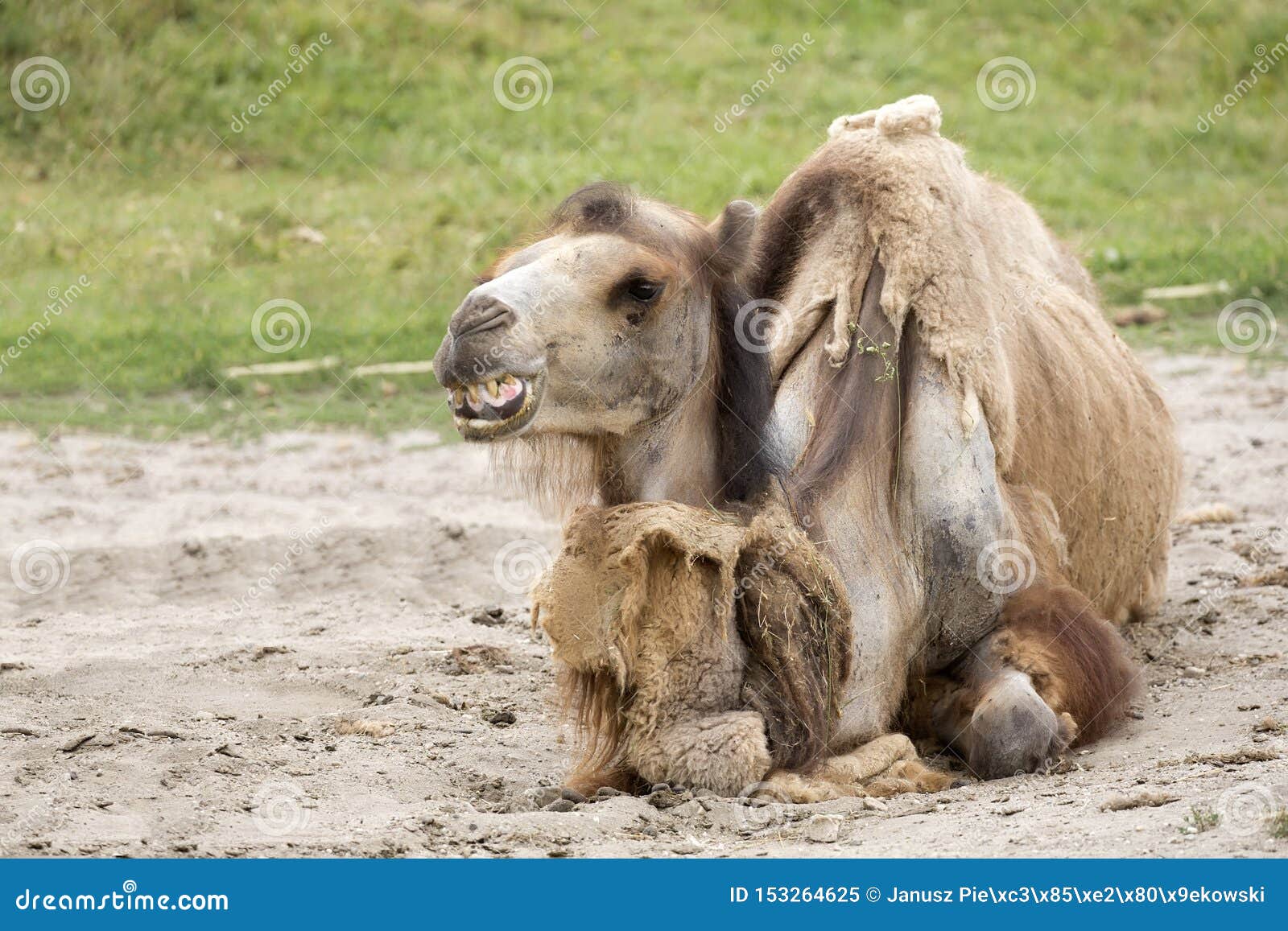 Camel Resting in a Clearing Stock Image - Image of animals, camel ...