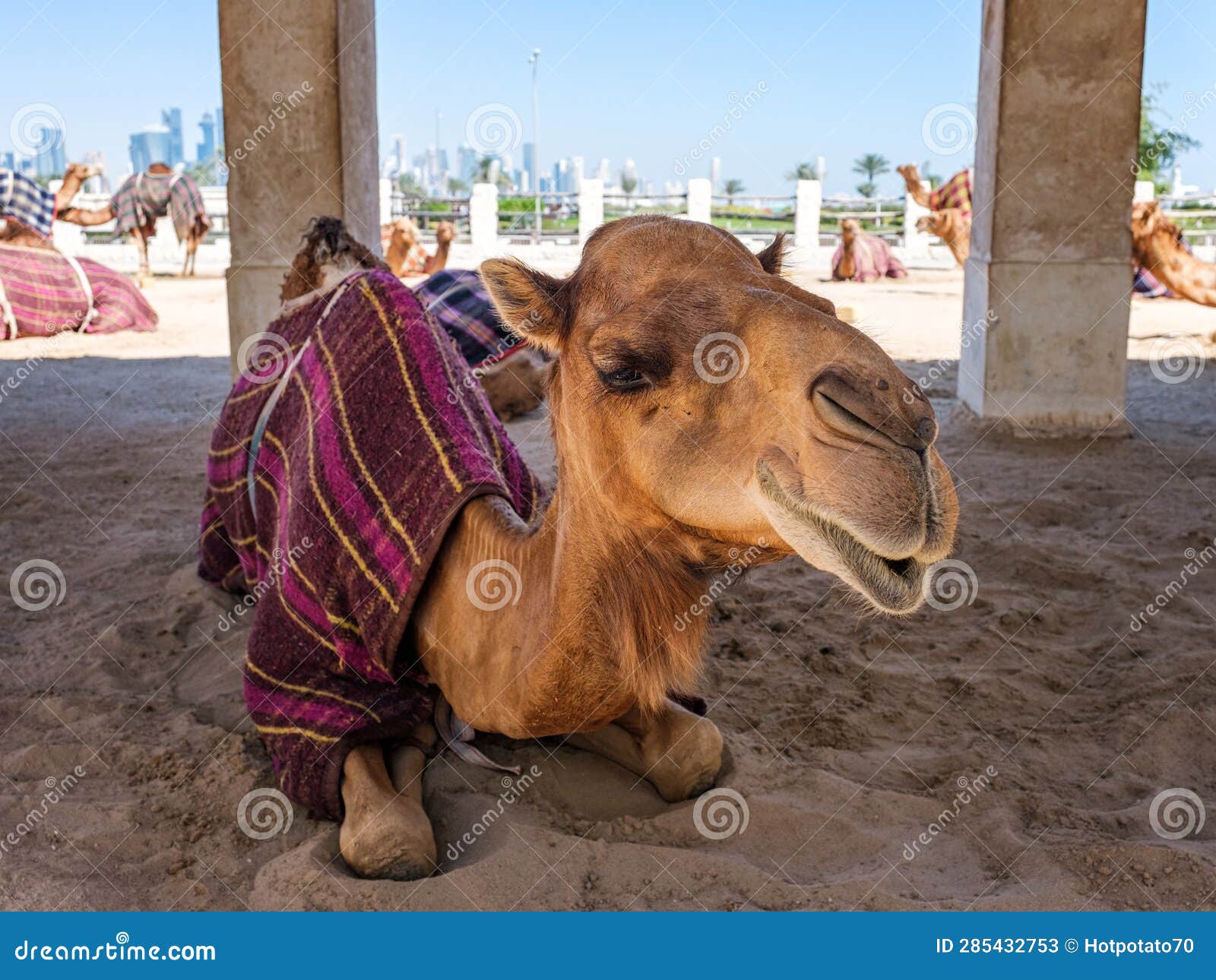 Camel Resting in Doha, Qatar Stock Image - Image of sand, camels: 285432753