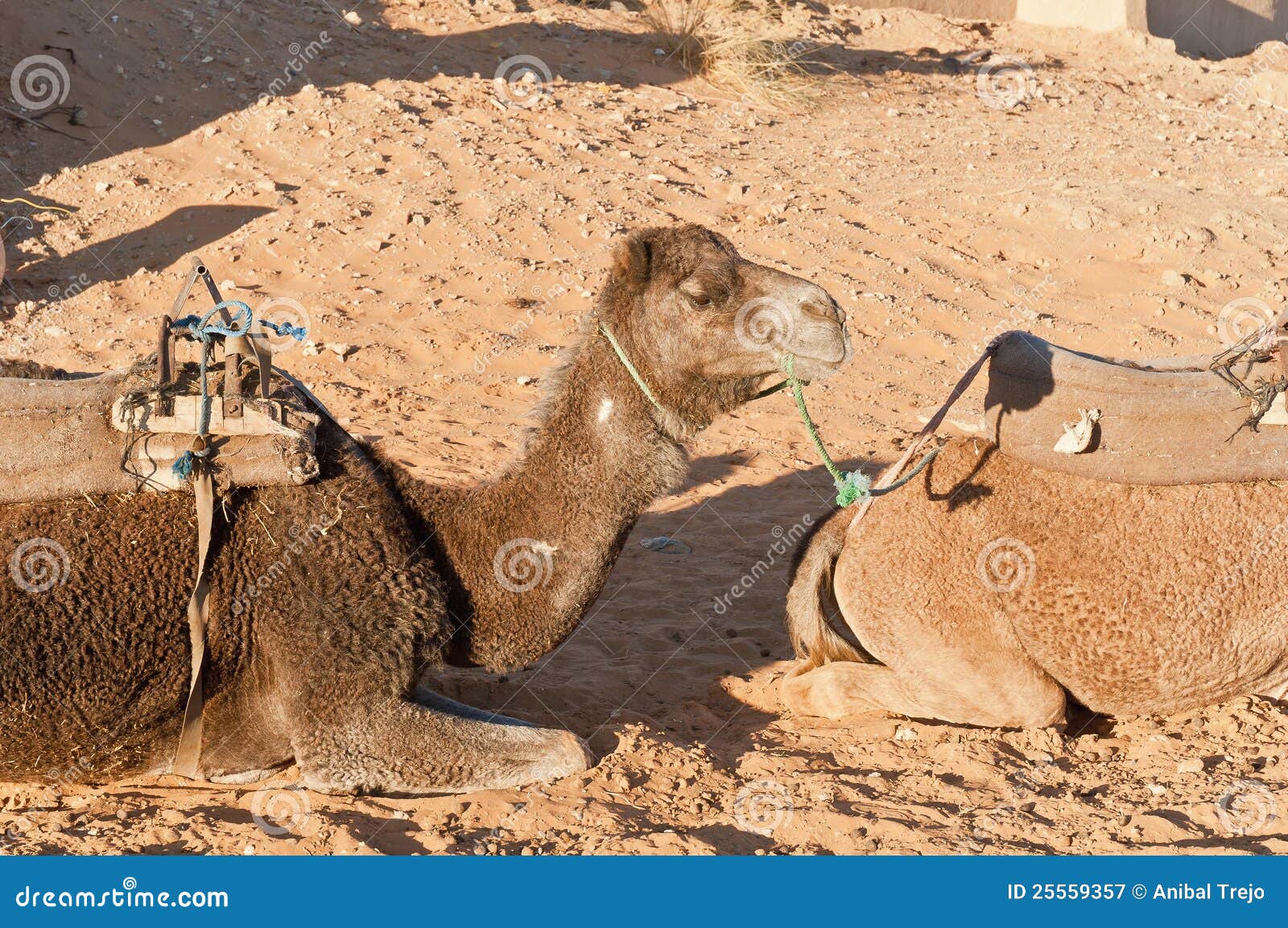 Camel Resting at Erg Chebbi, Morocco Stock Image - Image of africa ...
