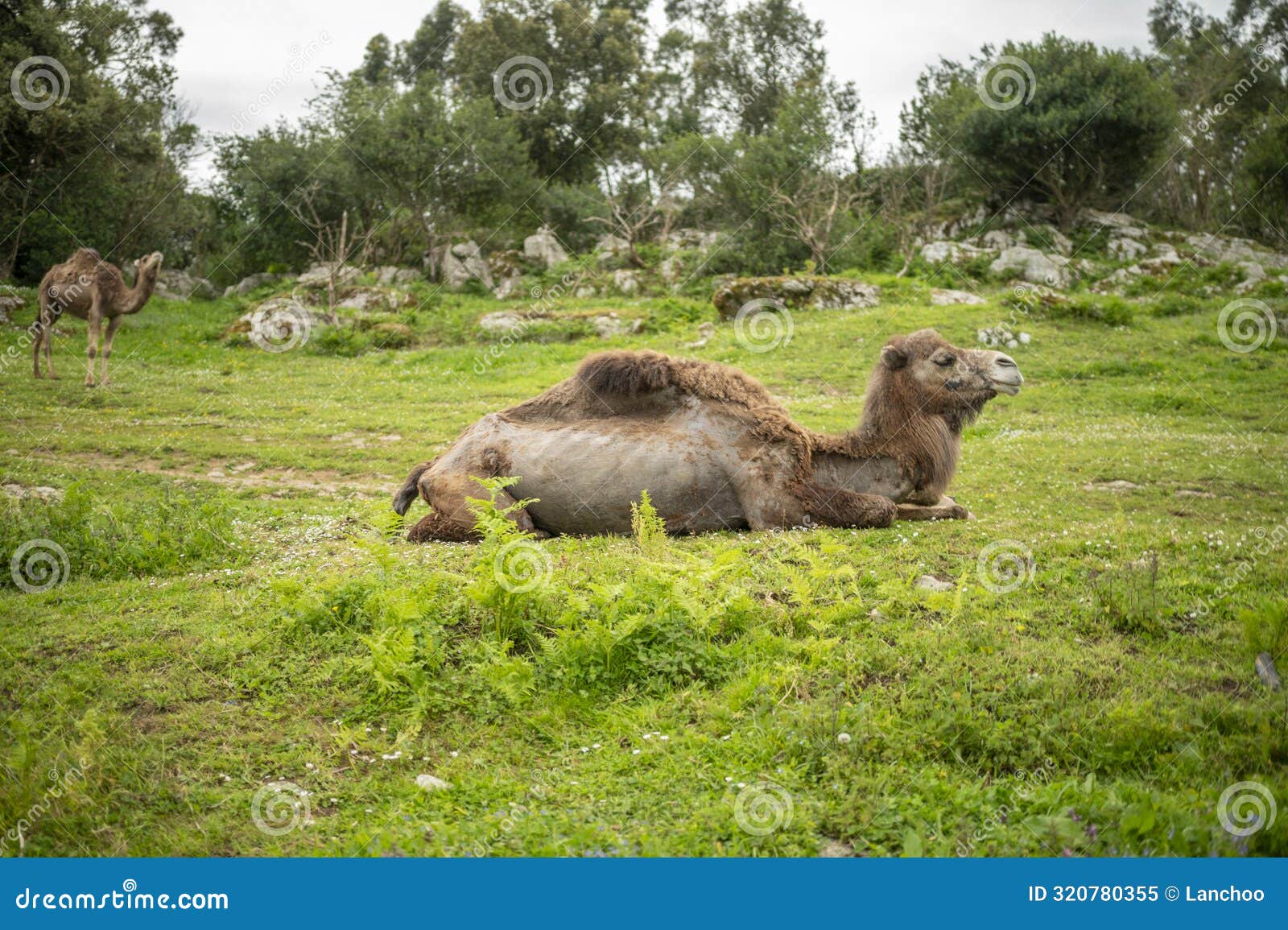 Camel Resting in a Green Field Under a Cloudy Sky Stock Image - Image ...