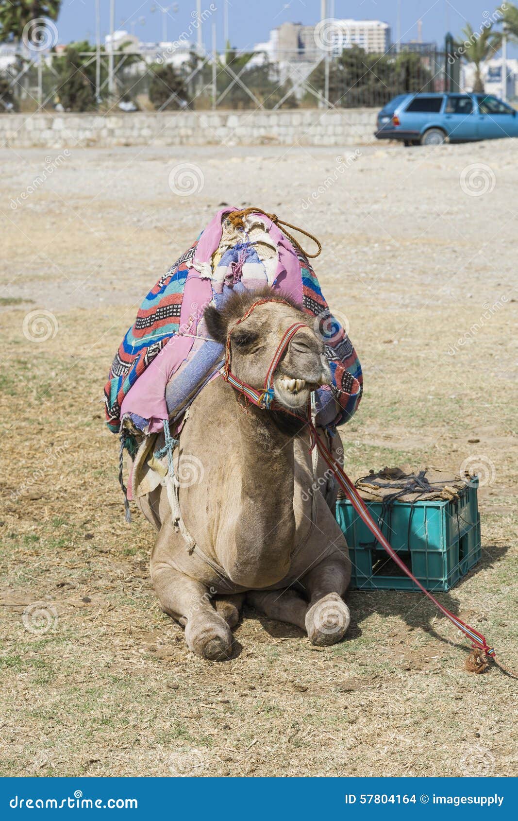 Camel Resting on the Ground Stock Photo - Image of nature, ground: 57804164