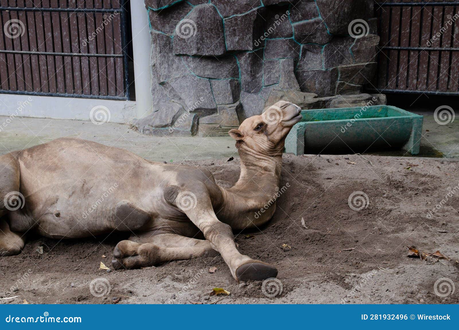Camel Resting on the Ground at the Zoo Stock Photo - Image of wildlife ...