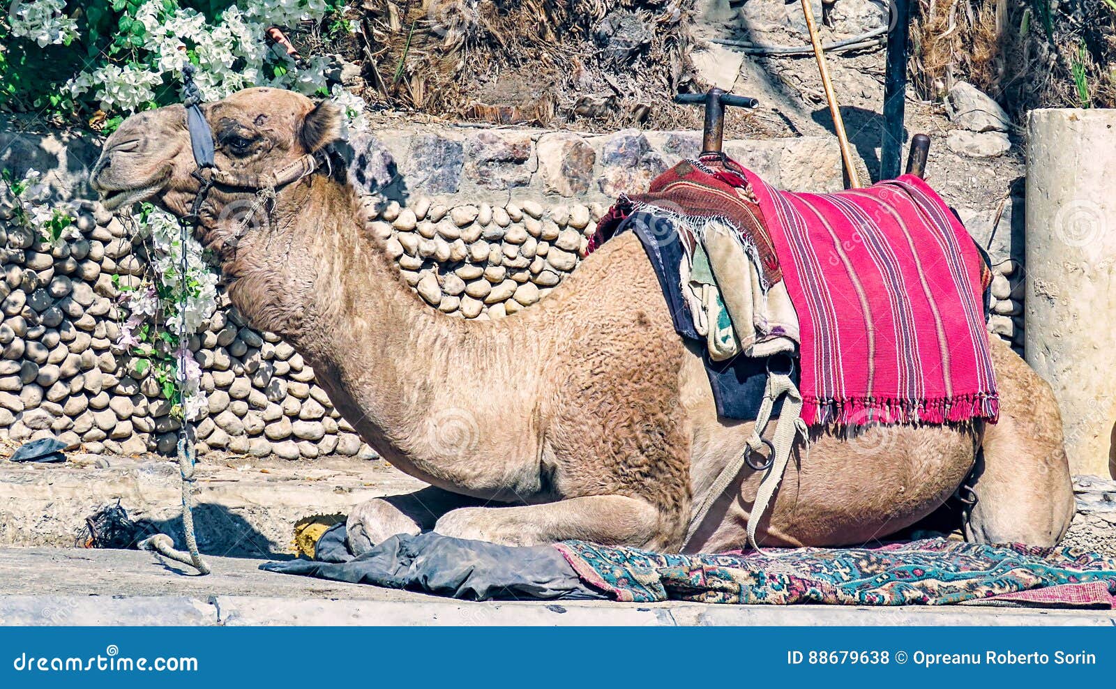 Camel resting stock photo. Image of wadi, treasury, agadir - 88679638