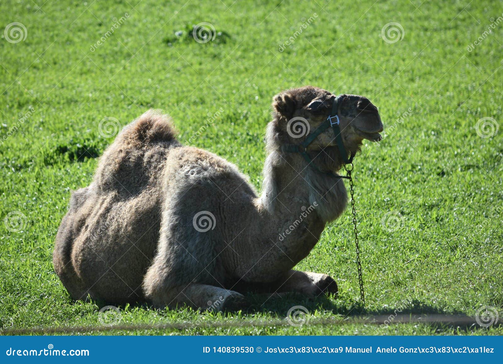 Camel stock photo. Image of resting, camel, desert, africa - 140839530