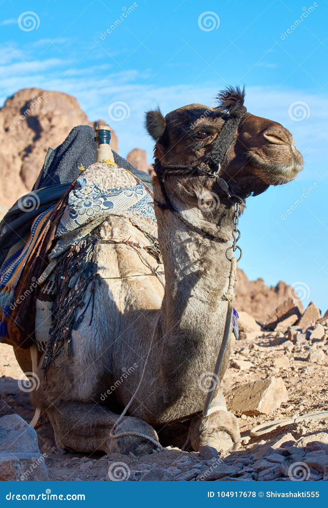 Camel on Mountain Sinai stock photo. Image of christian - 104917678
