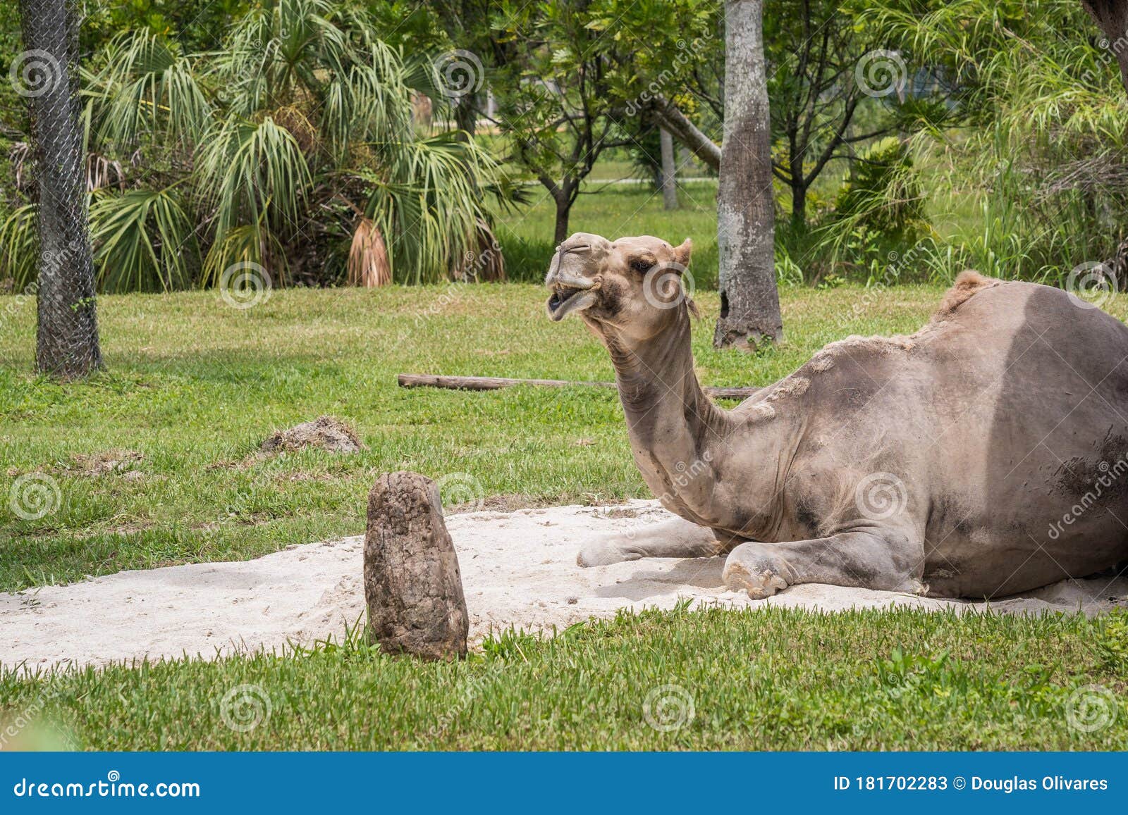 Camel Resting in Natural Environment Stock Image - Image of hump ...