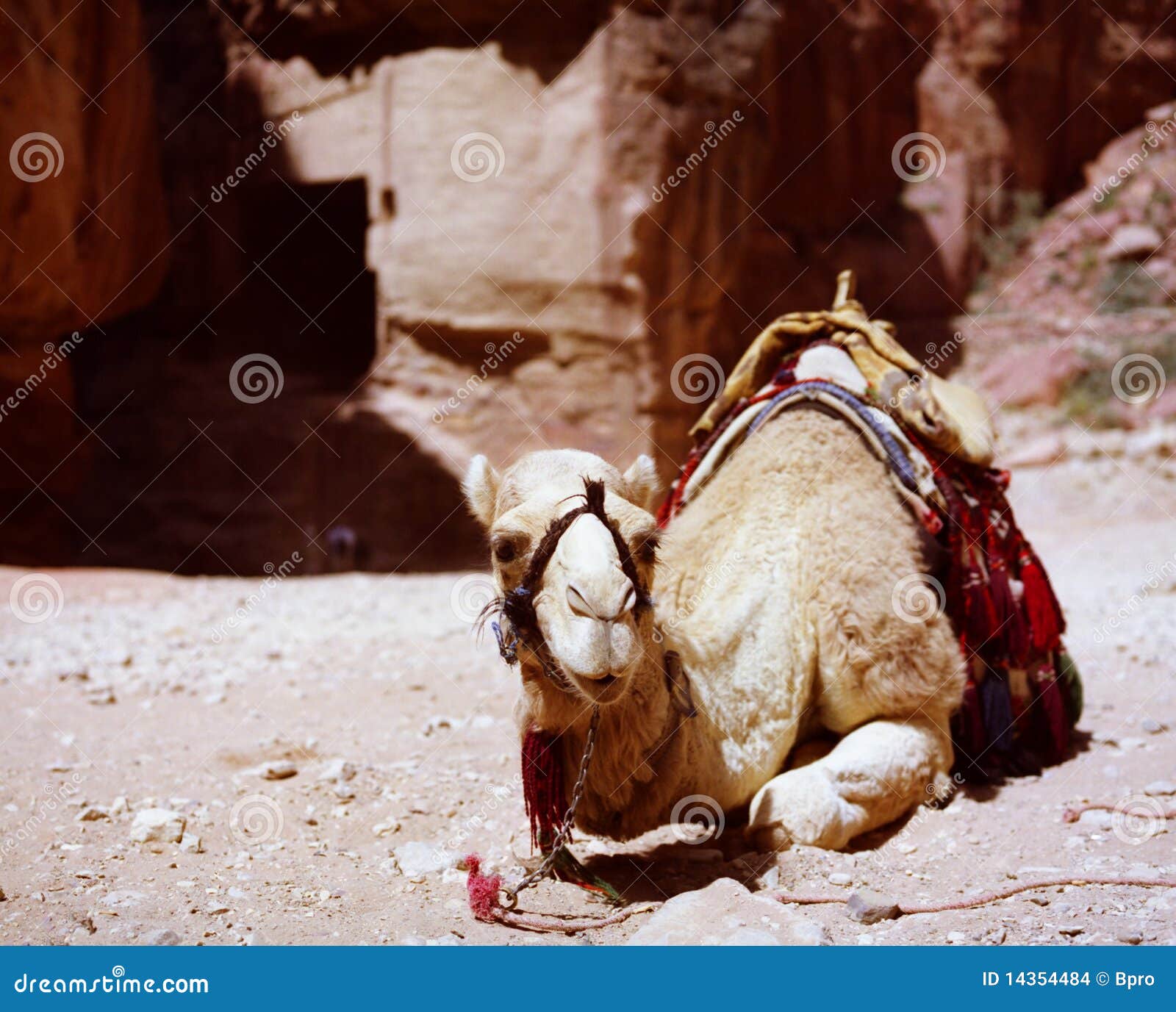 Camel Resting at Petra, Jordan Stock Photo - Image of rock, camel: 14354484