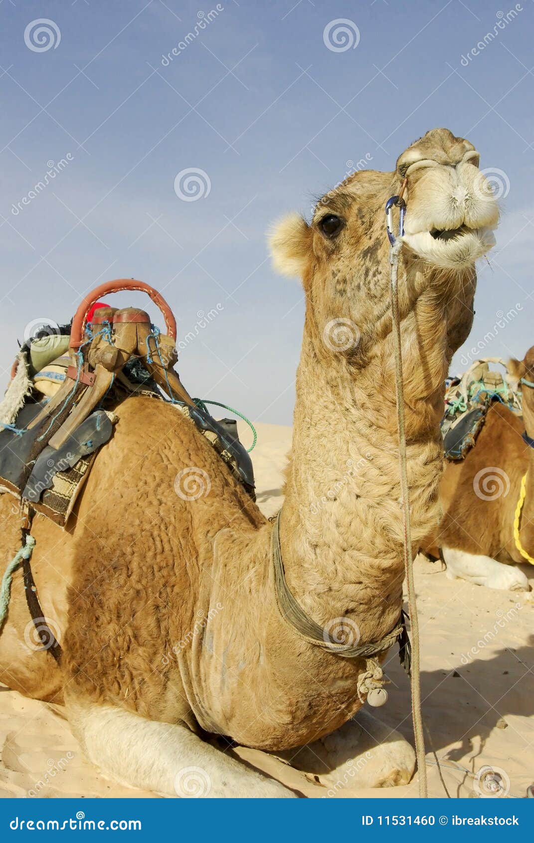 Camel resting in sand stock photo. Image of summer, dromedary - 11531460
