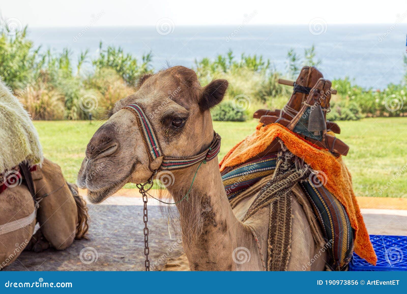 Camel resting on sand stock photo. Image of head, asia - 190973856