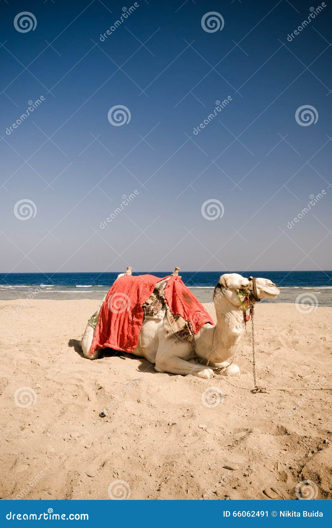 Camel resting on the sand stock image. Image of seaside - 66062491