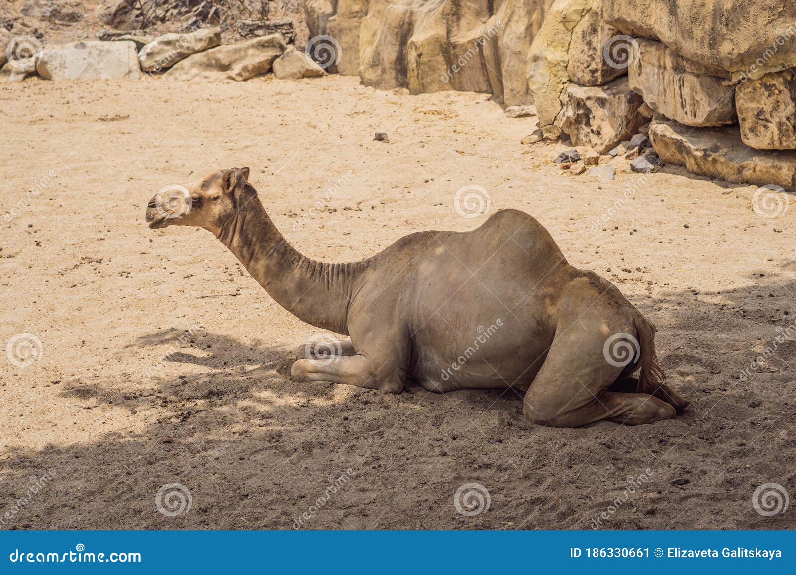 Camel Resting on Sand Dunes on a Hot Day Stock Image - Image of giza ...