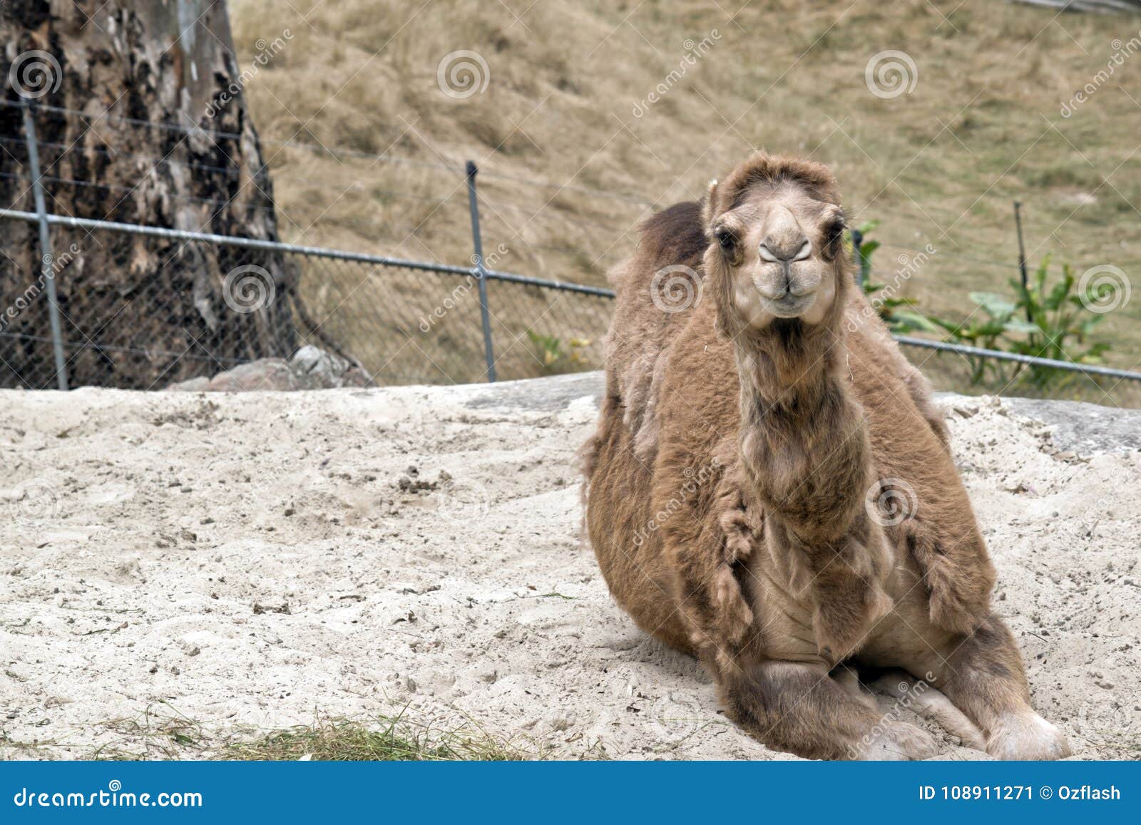 Camel is sitting stock image. Image of shedding, wildlife - 108911271