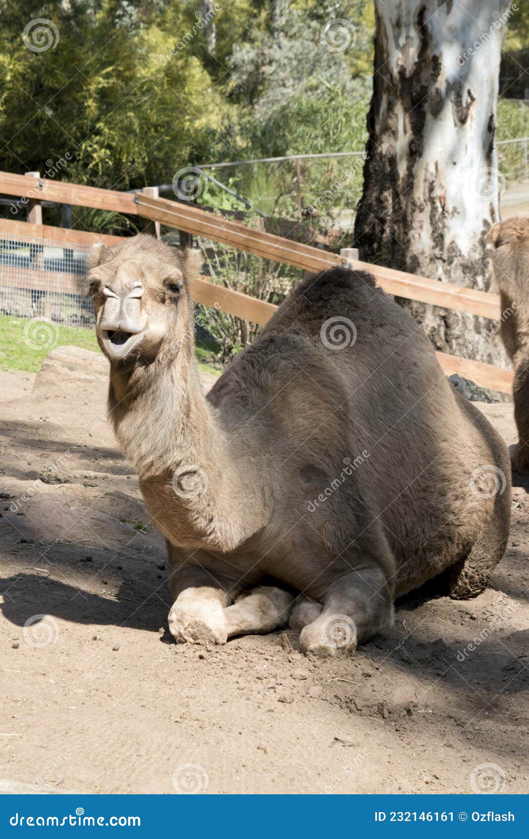 The Camel is Resting on a Sand Hill Stock Image - Image of thirst ...