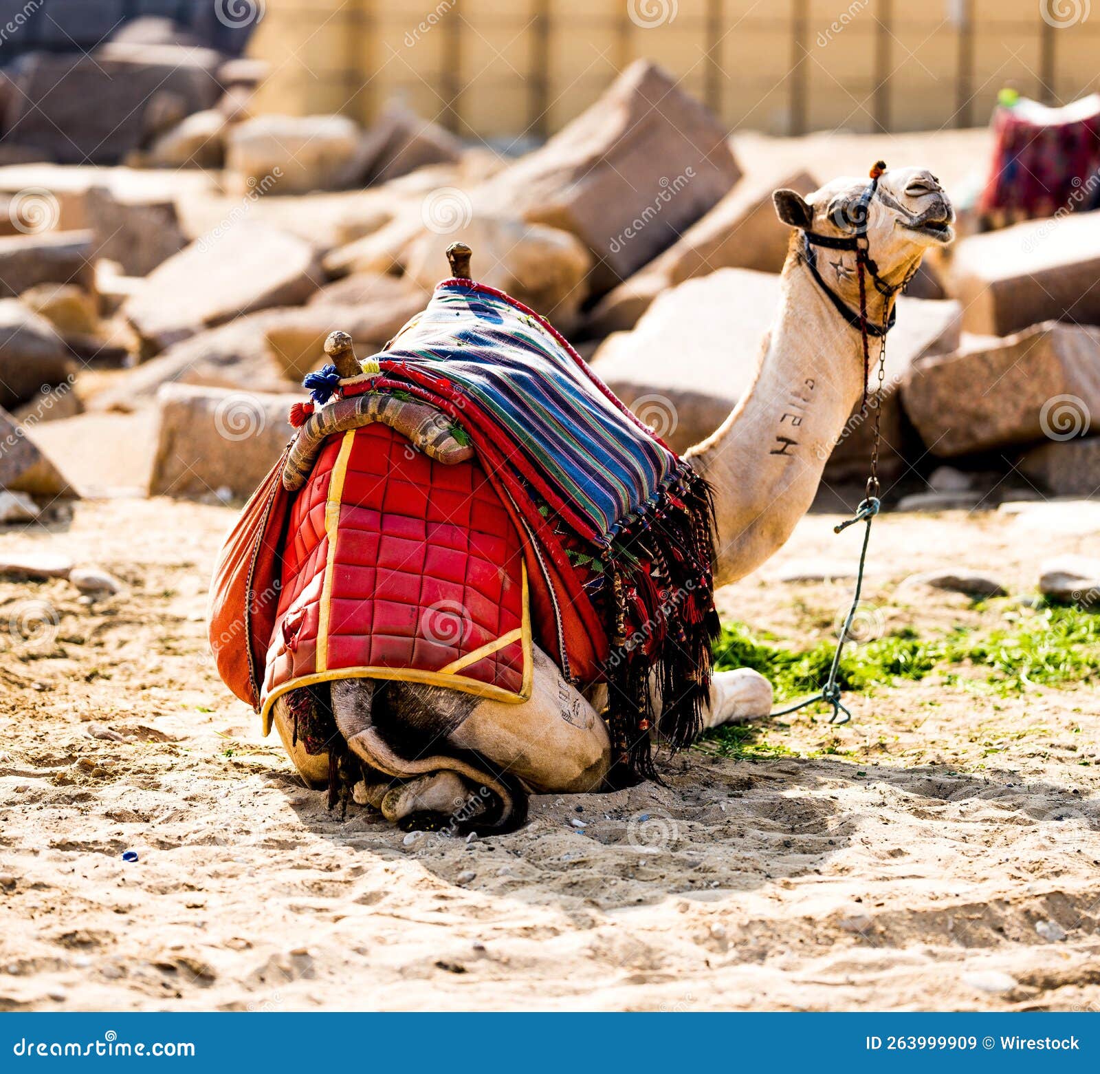 Camel Resting on the Sand while Looking Back Stock Image - Image of ...