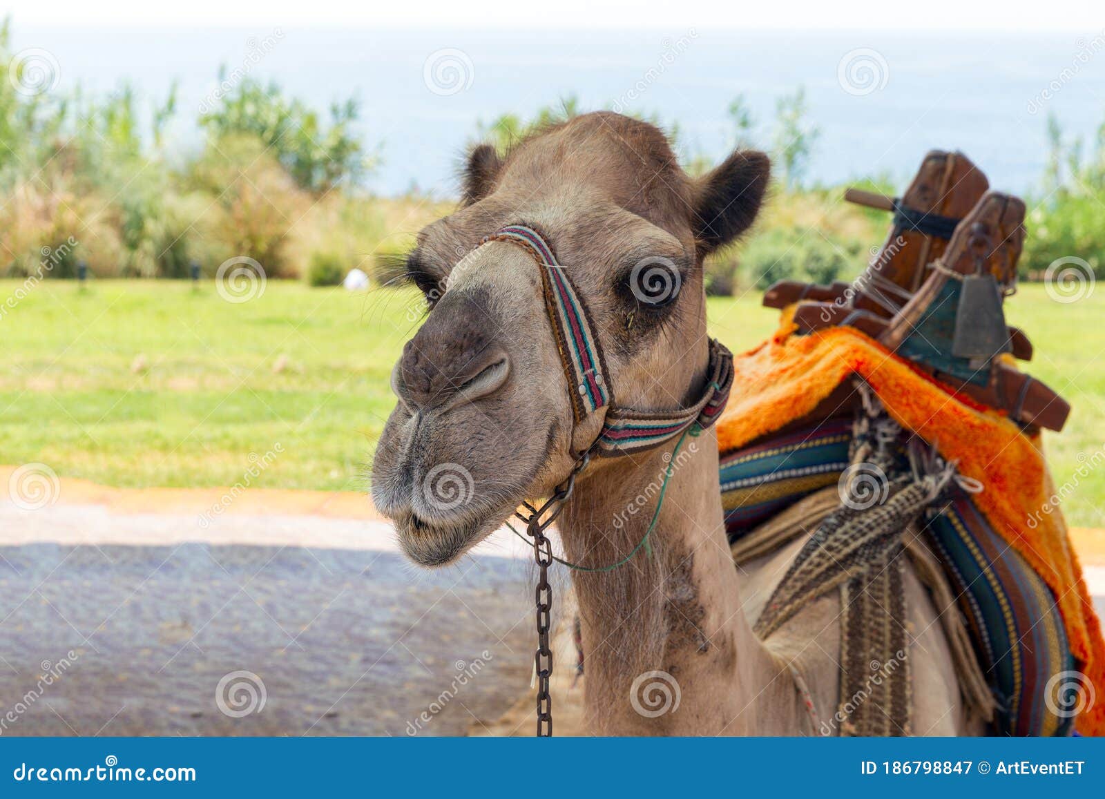 Camel resting on sand. stock image. Image of resting - 186798847