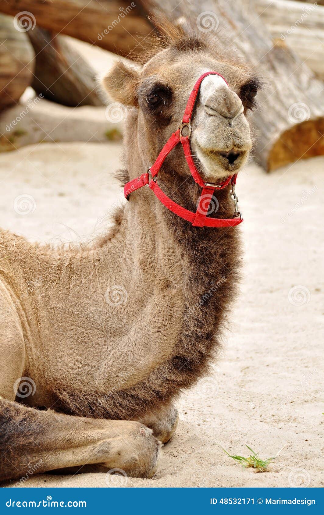 Camel stock image. Image of beige, care, camelidae, animal - 48532171