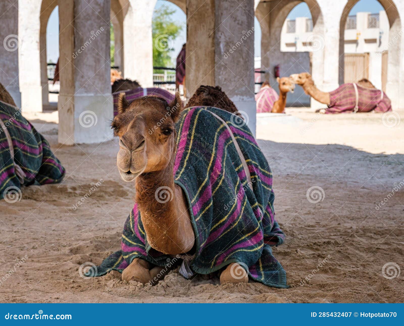 Camel Resting in Doha, Qatar Stock Image - Image of animals, asia ...