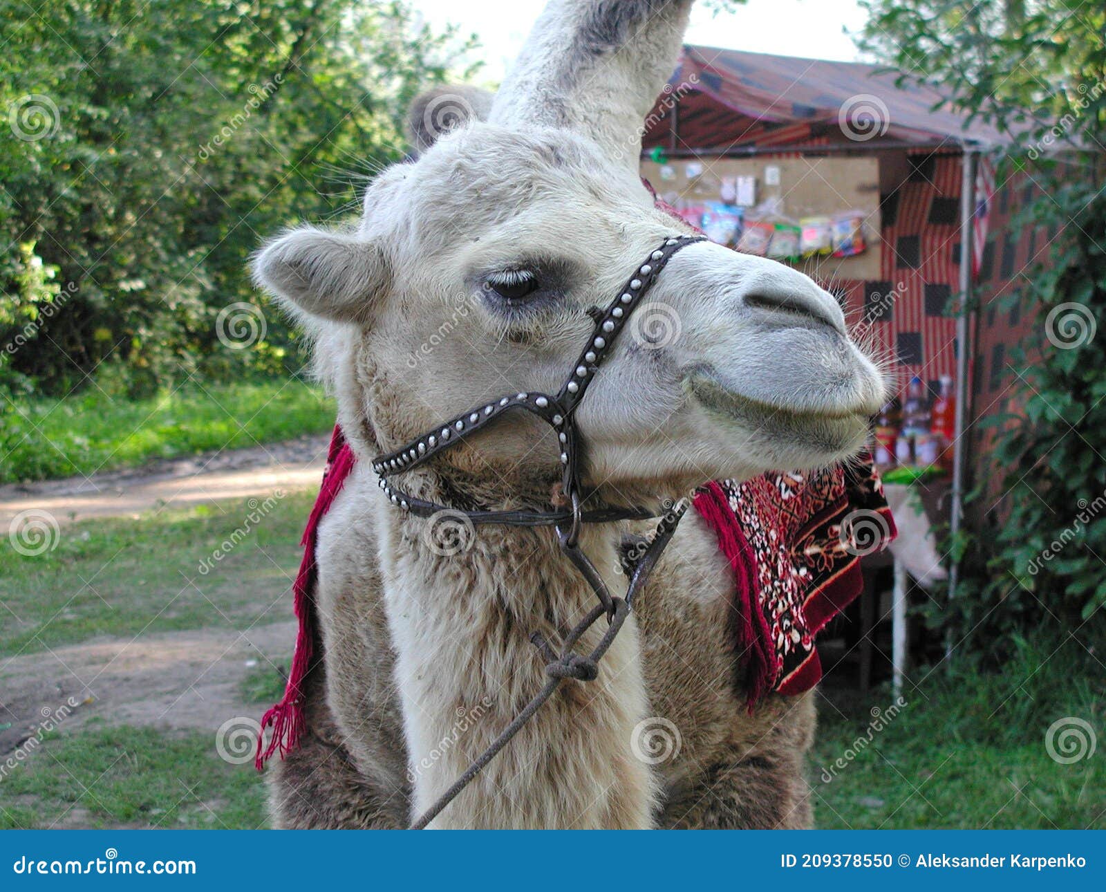 Camel Resting in the Shade of Trees Stock Photo - Image of tree, rest ...