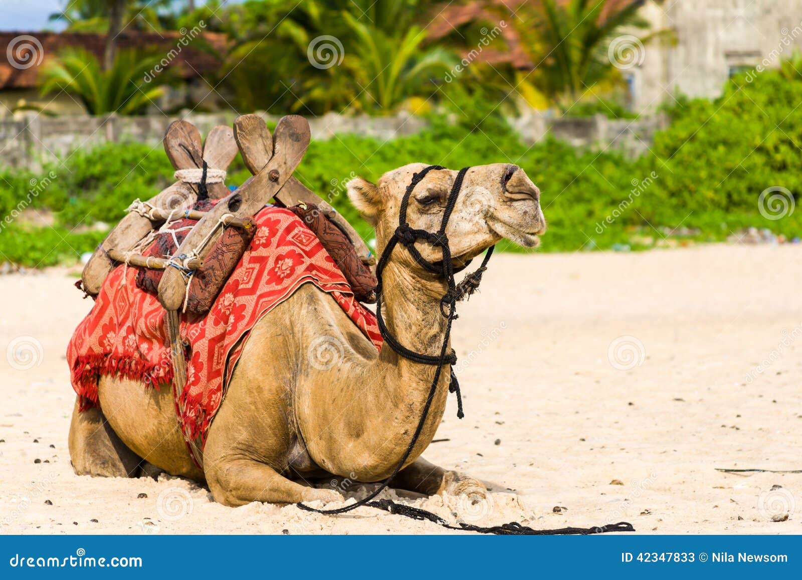 Camel stock image. Image of nature, ocean, resting, beach - 42347833