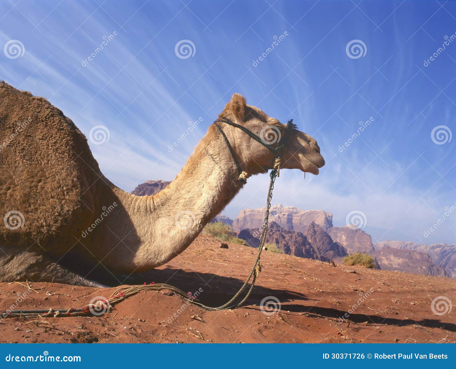 Camel resting in Wadi Rum stock photo. Image of transportation - 30371726