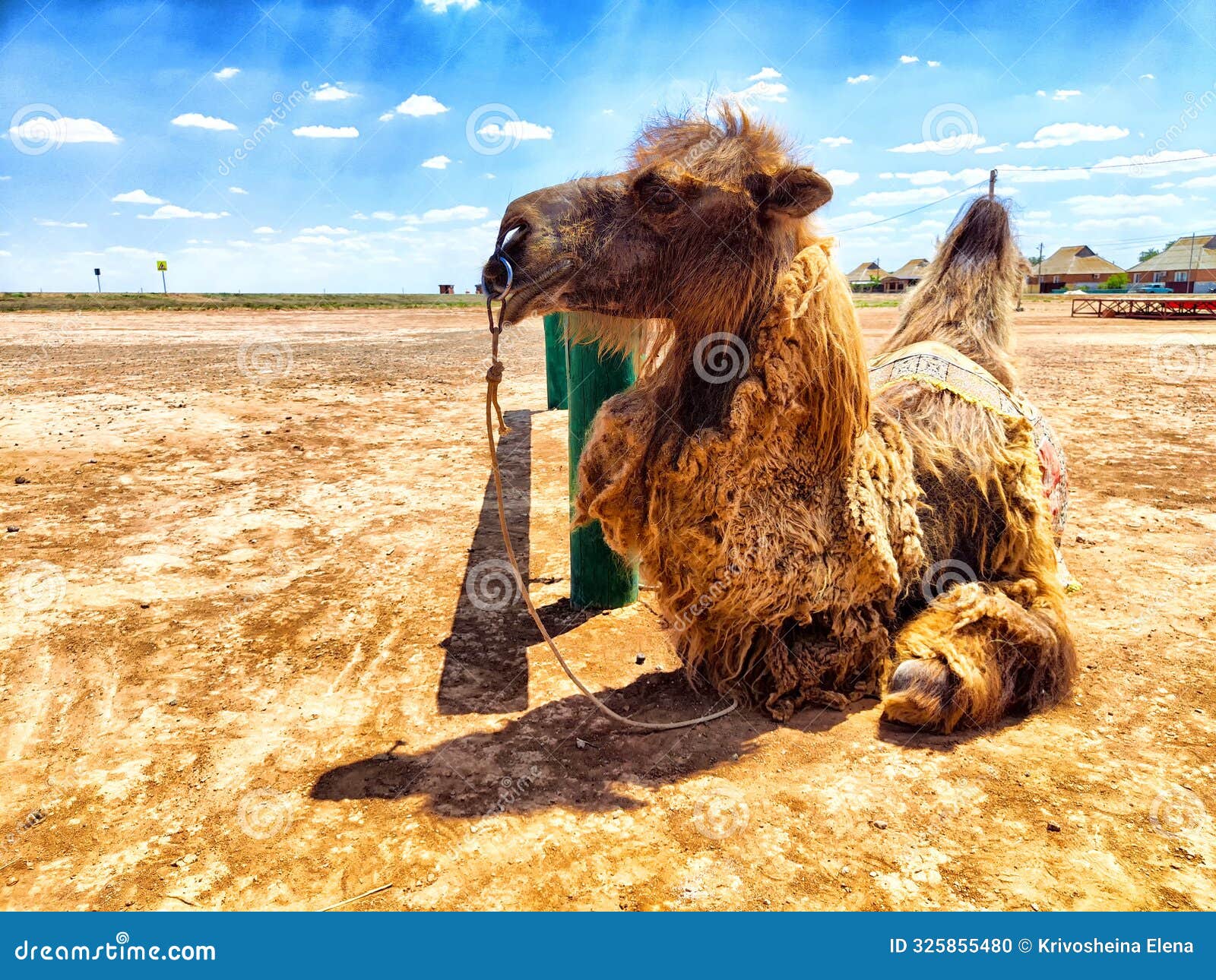 A Camel Rests in the Afternoon Sun on a Dirt Lot in Oklahoma Stock ...