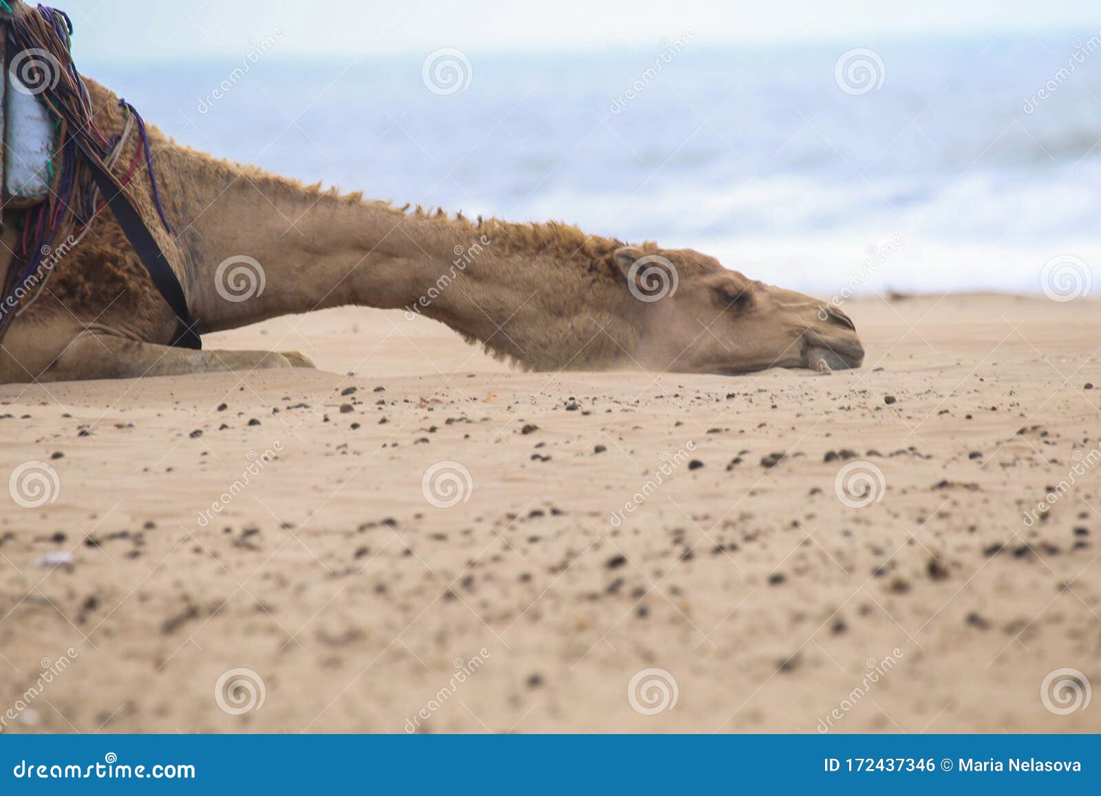 Camel rests on the beach stock photo. Image of arab - 172437346