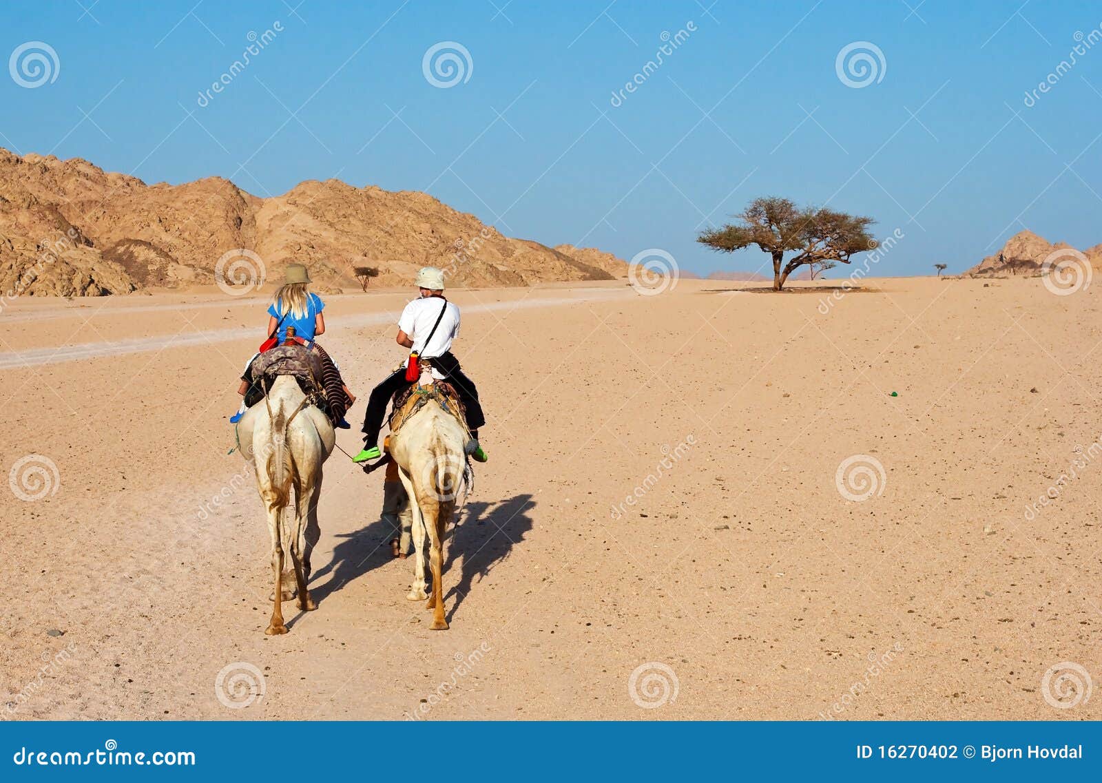 Camel ride stock photo. Image of sand, egypt, animal - 16270402