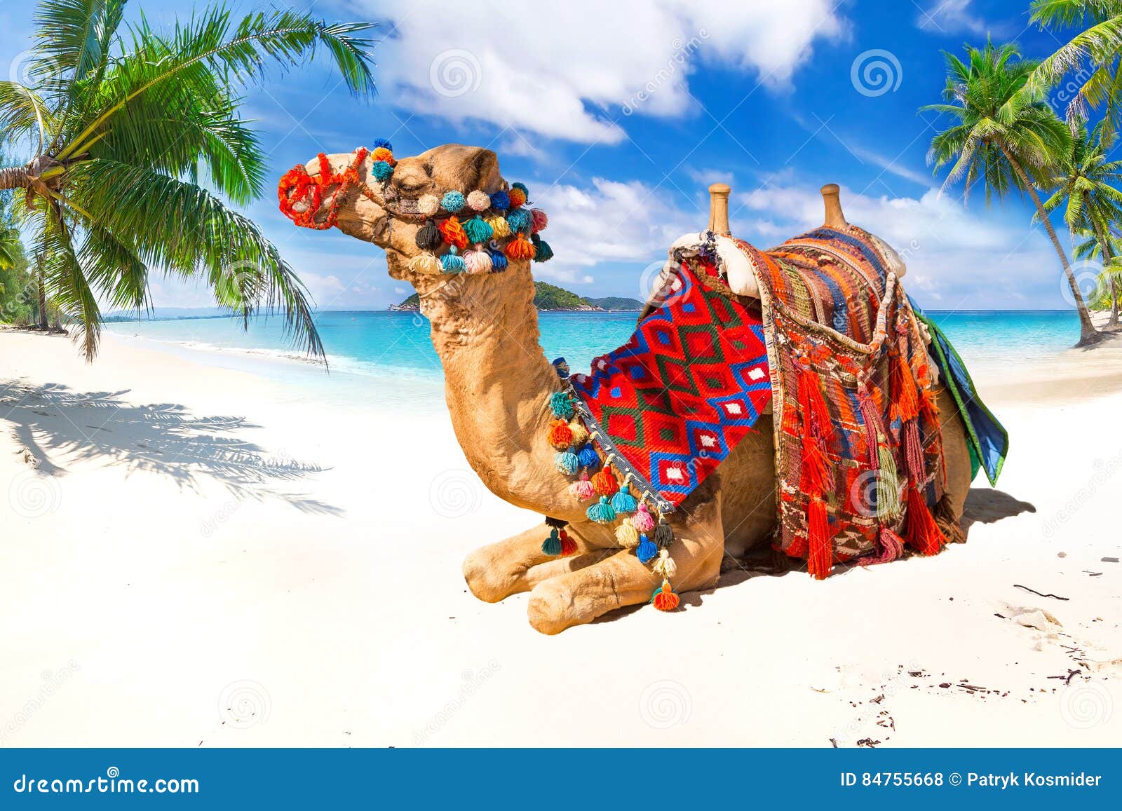 Camel ride on the beach stock photo. Image of paradise - 84755668