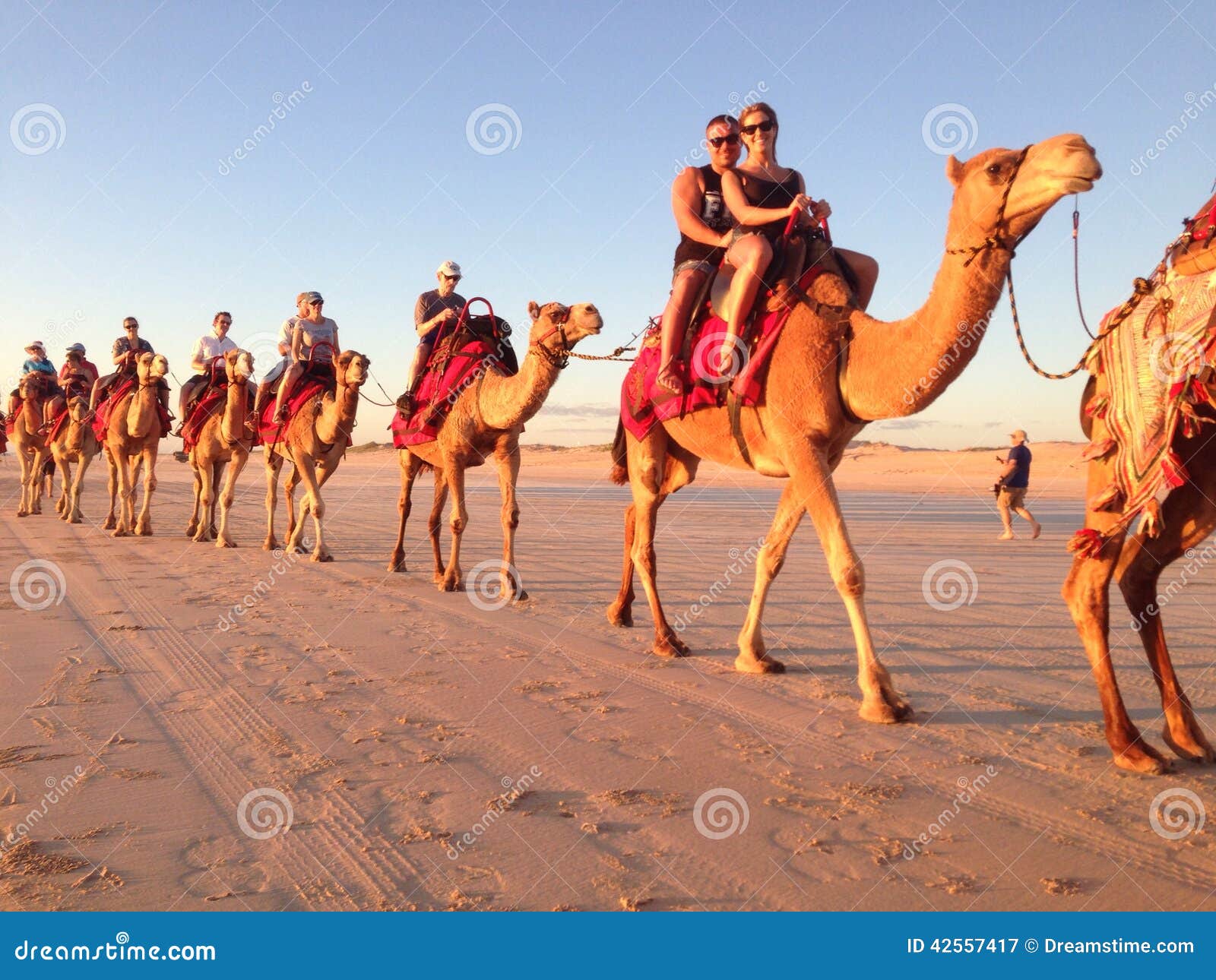 Camel ride editorial photography. Image of camel, dusk - 42557417