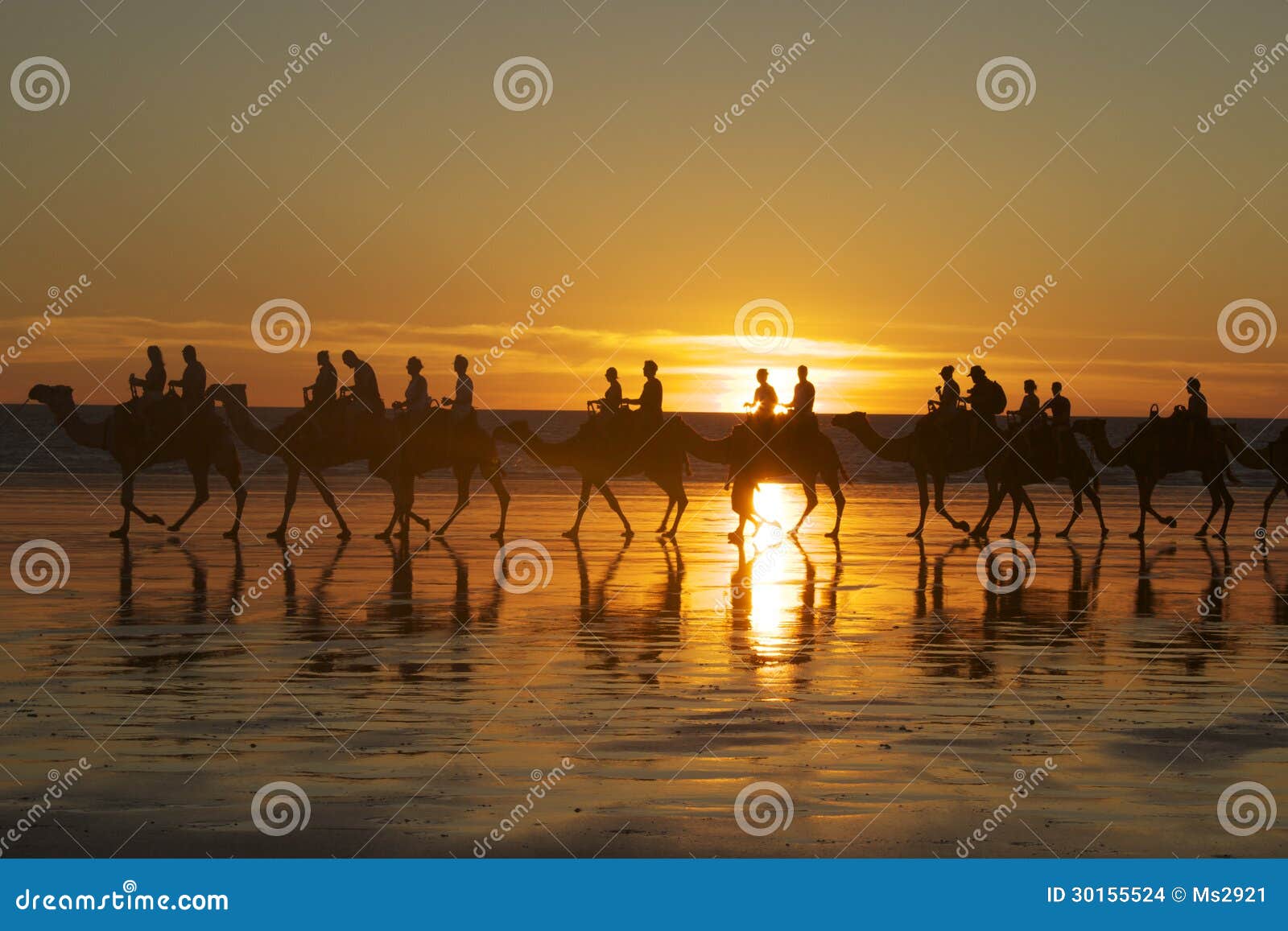 Camels on Cable Beach, Broome Stock Photo - Image of coast, dark: 30155524