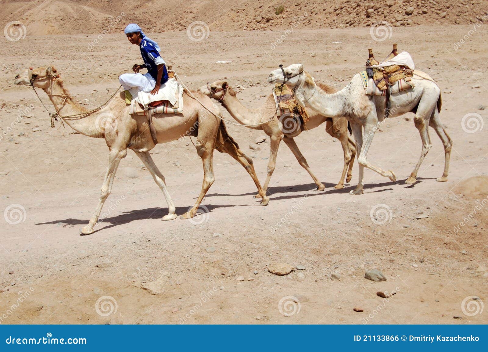 Camel Rider editorial photo. Image of arab, train, summer - 21133866