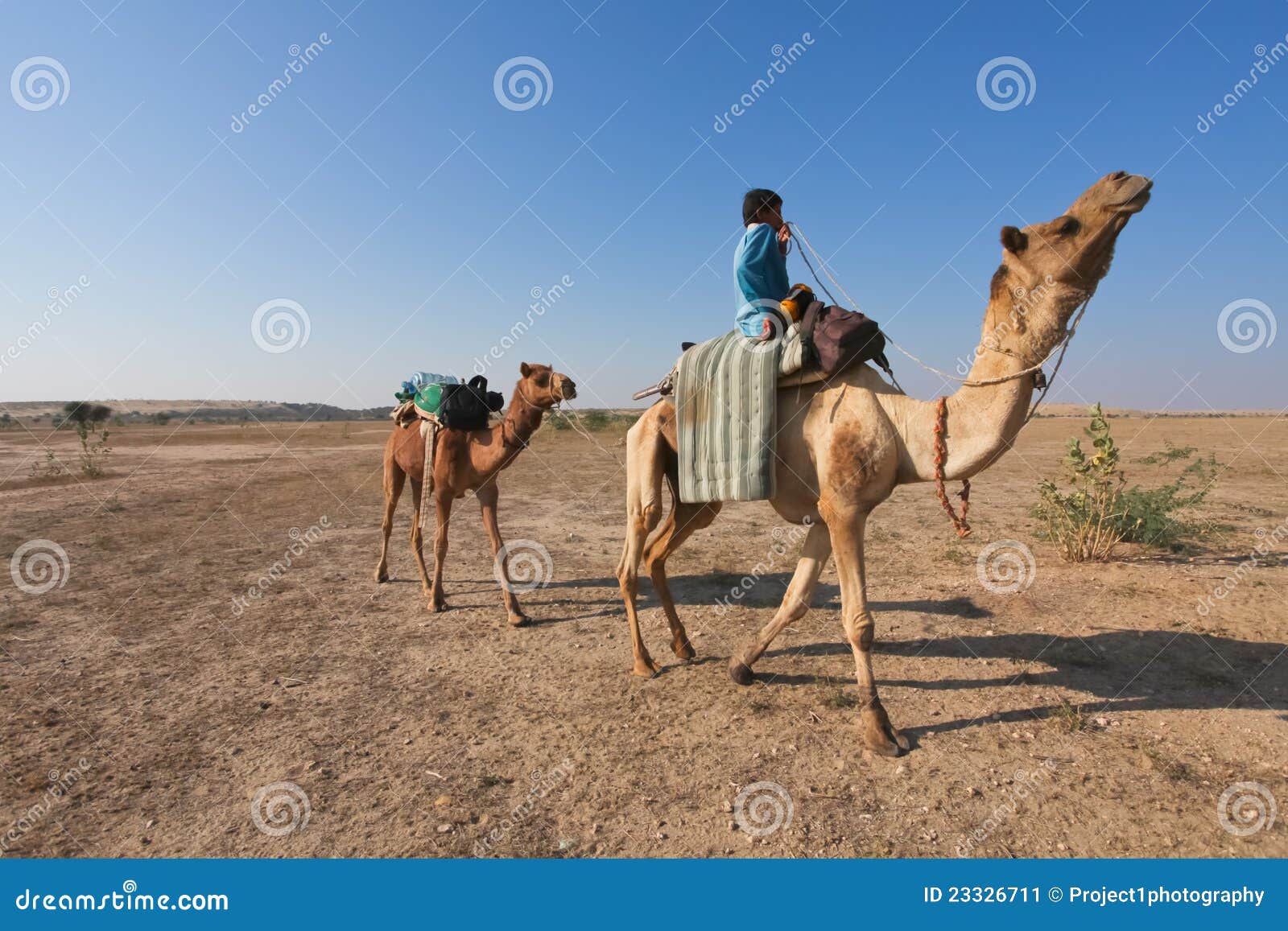 Camel rider editorial photo. Image of india, traditional - 23326711