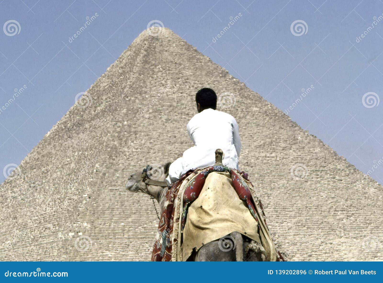 Camel rider at Gizeh Egypt editorial photo. Image of giza - 139202896