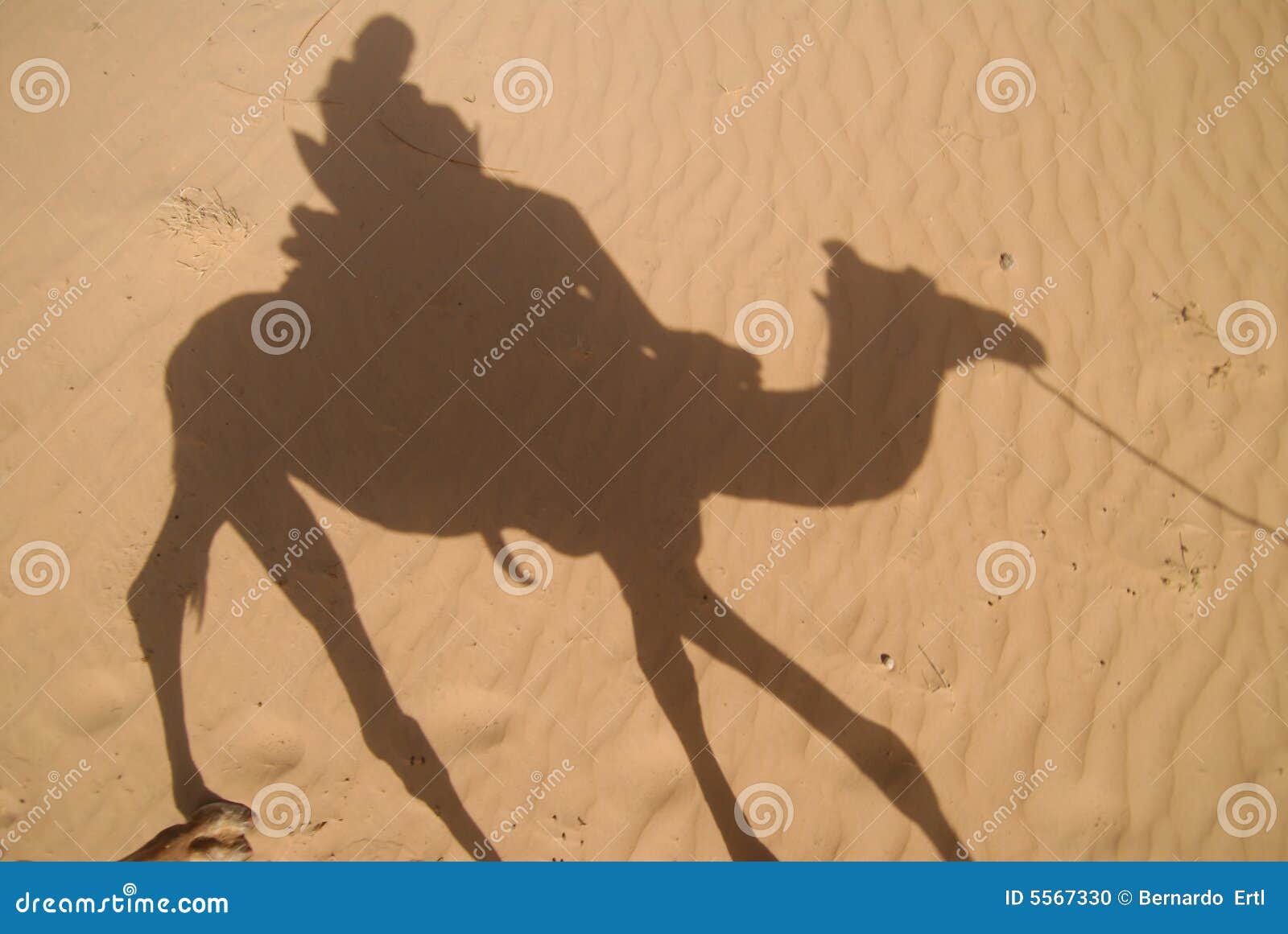 Camel rider shadow stock photo. Image of camel, tour, journey - 5567330