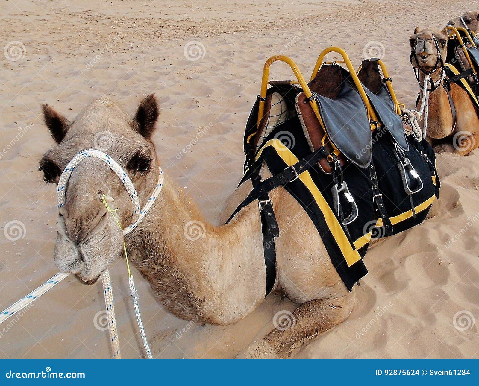 Camel Rides stock photo. Image of rides, travel, west - 92875624