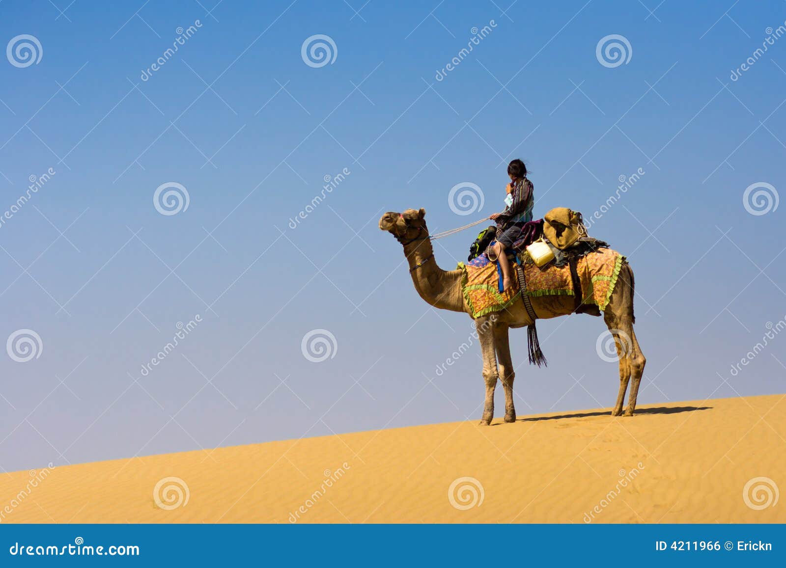Camel riding stock photo. Image of india, wildlife, destination - 4211966