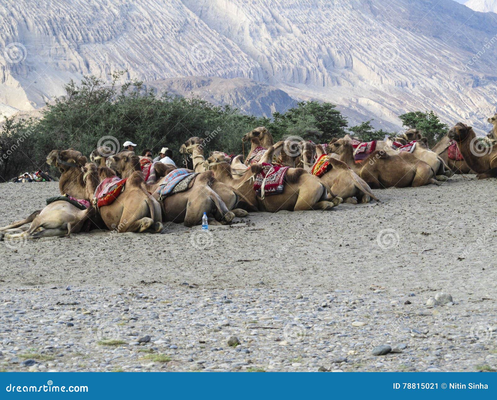 Camel Riding editorial photo. Image of camel, relaxing - 78815021