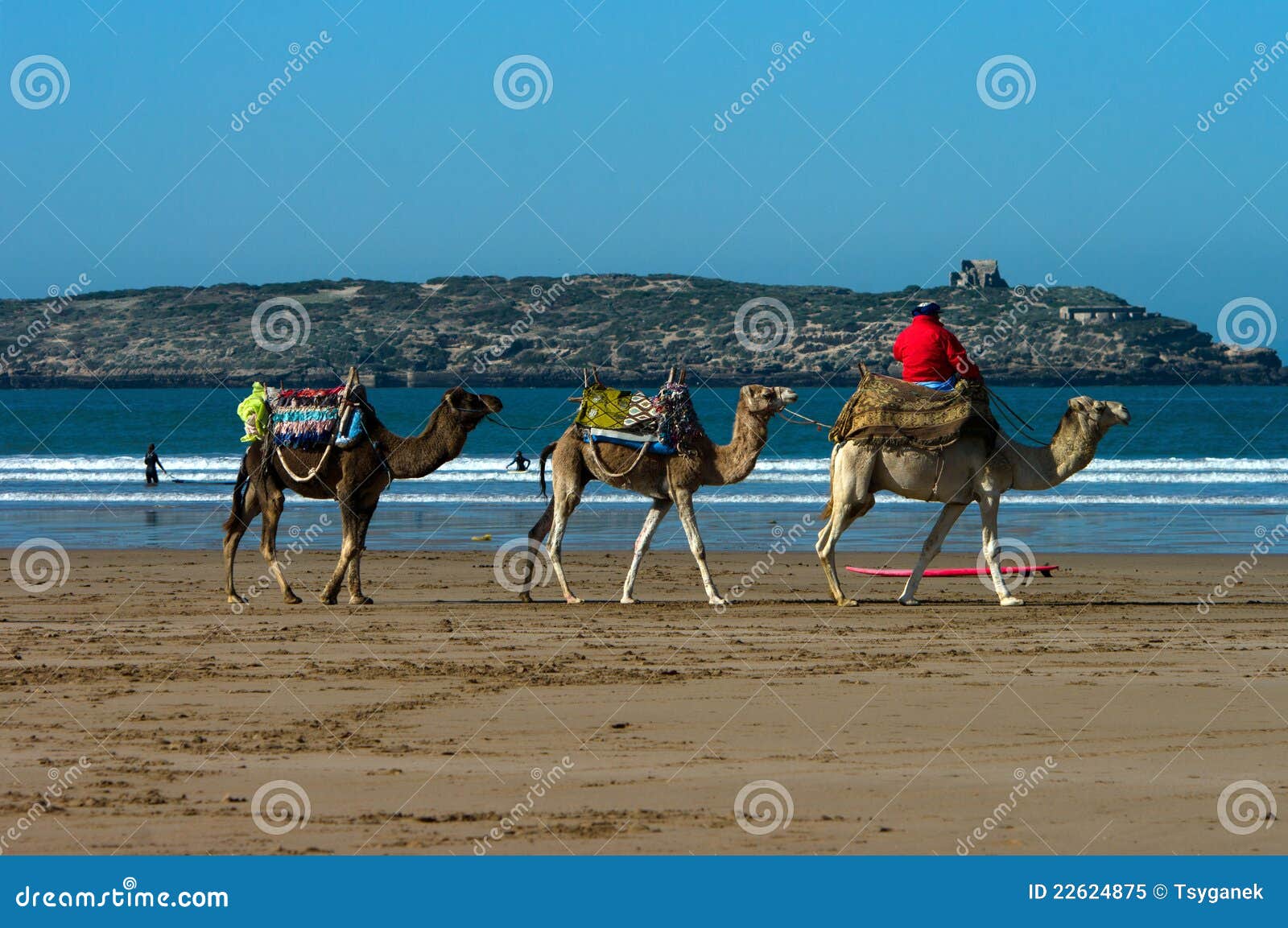 Camel riding in Morocco stock image. Image of saddle - 22624875