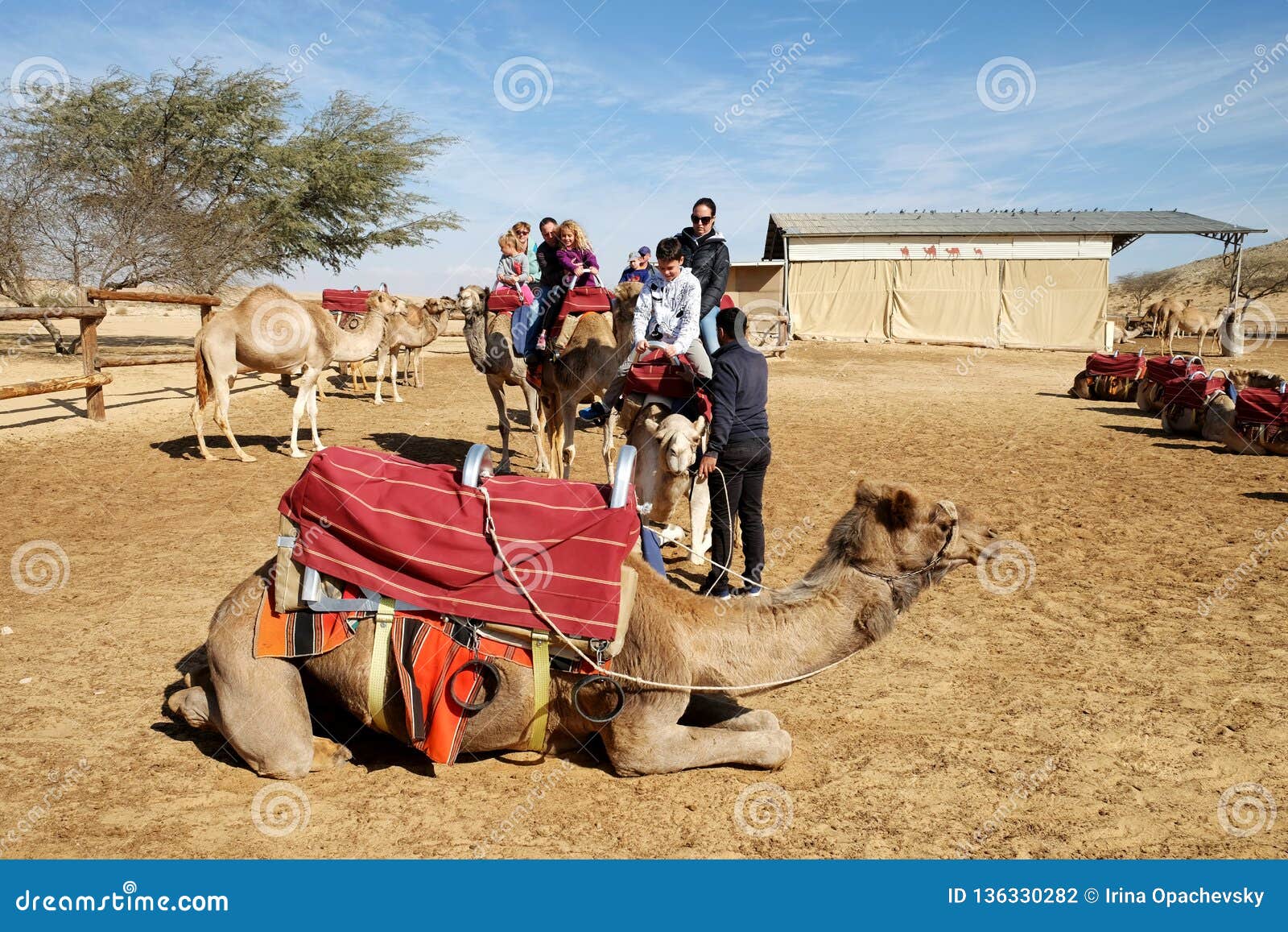 Camel Riding at Negev Camel Ranch Editorial Photography - Image of sand ...