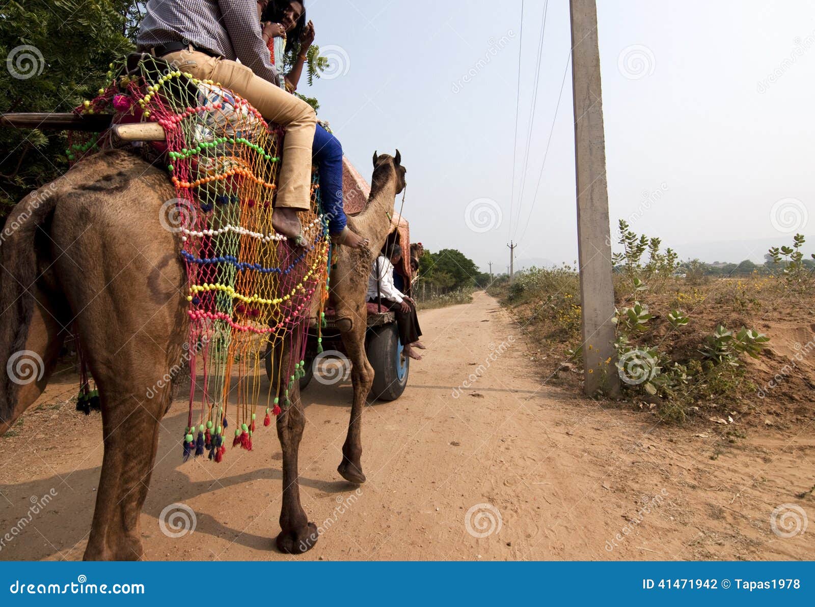 Camel riding editorial photography. Image of camel, arid - 41471942