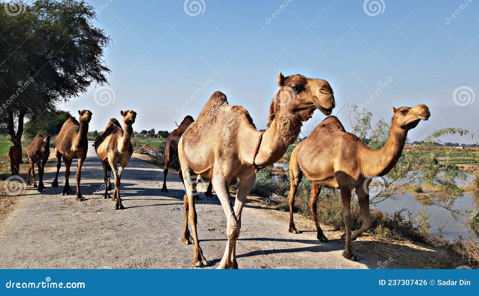 Camel on road desert tree stock photo. Image of landscape - 237307426