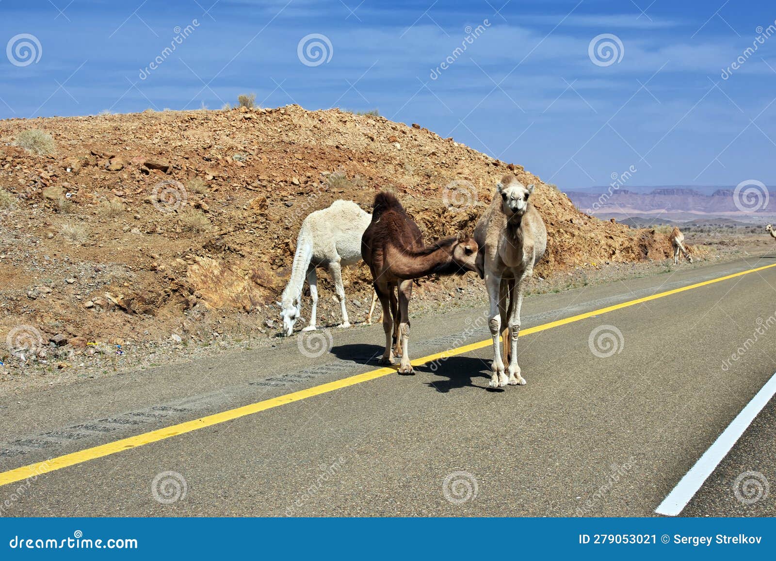 The Camel on the Road in Mountains of Saudi Arabia Stock Image - Image ...